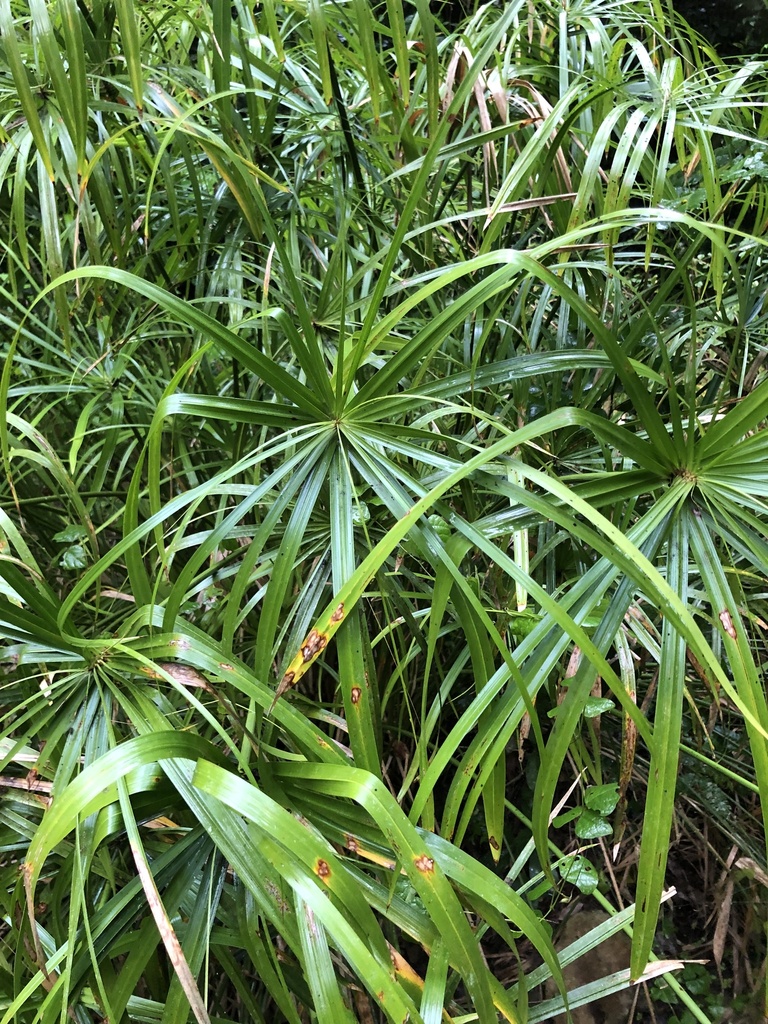 Umbrella Papyrus from Cheringoma, MZ on June 24, 2024 at 01:15 PM by ...