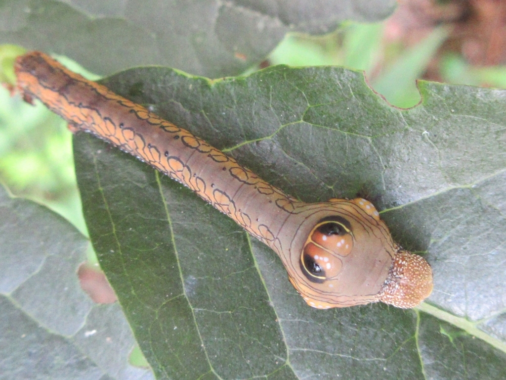 Parapercnia giraffata from 대한민국 충청남도 천안시 동남구 on June 26, 2024 by ...