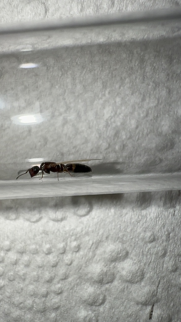 Mississippi Gate-keeper Ant from Green Briar Ct, Cinnaminson, NJ, US on ...