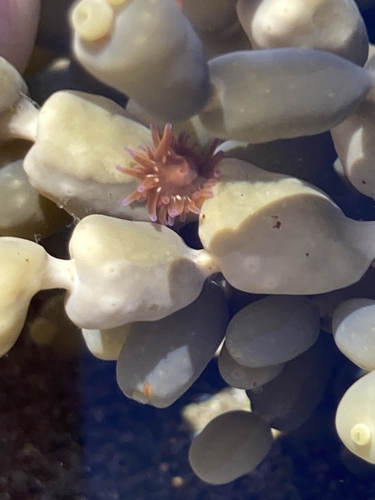 Anemonia mutabilis from Trinity Row, Bulli, NSW, AU on June 26, 2024 at ...