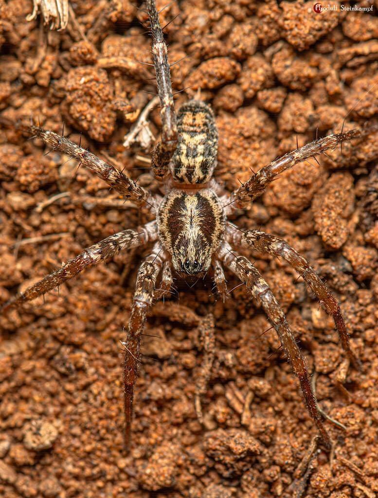 Tree lycosiform sac spider from Spitskop Small Holdings, Bloemfontein ...