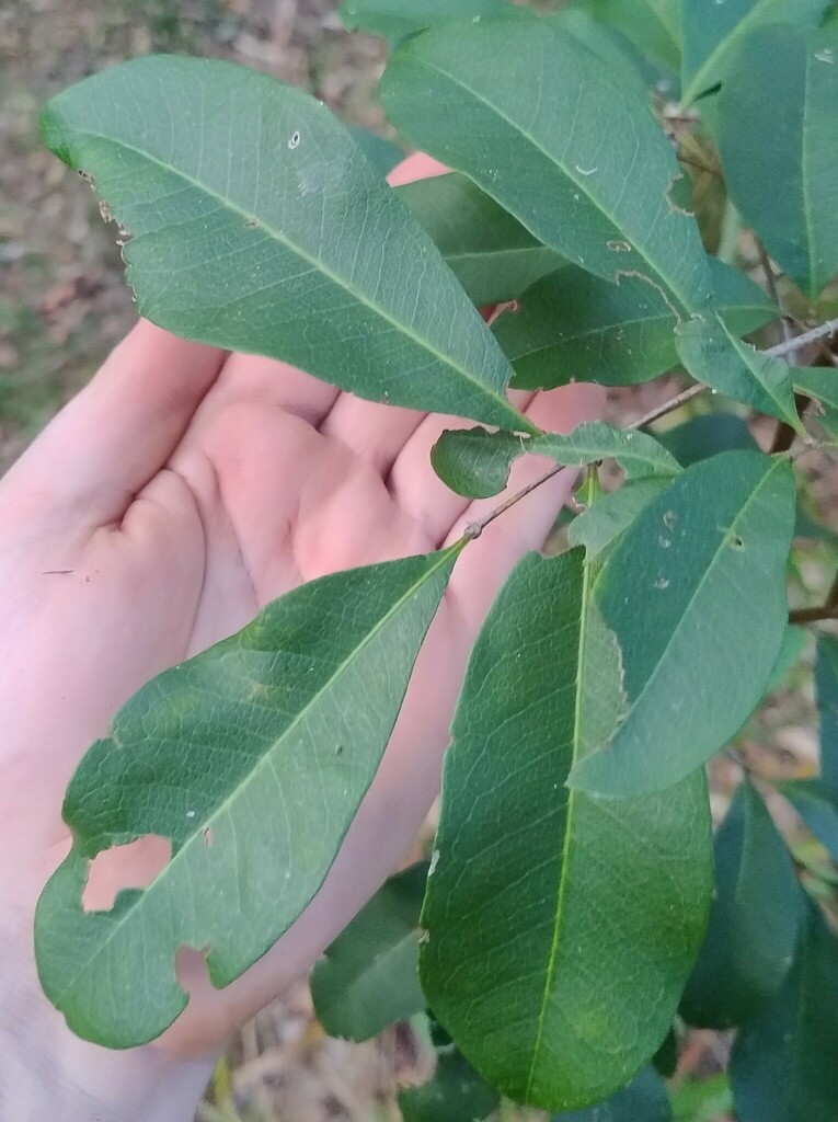 Guioa in June 2024 by R.M. Numerous. · iNaturalist