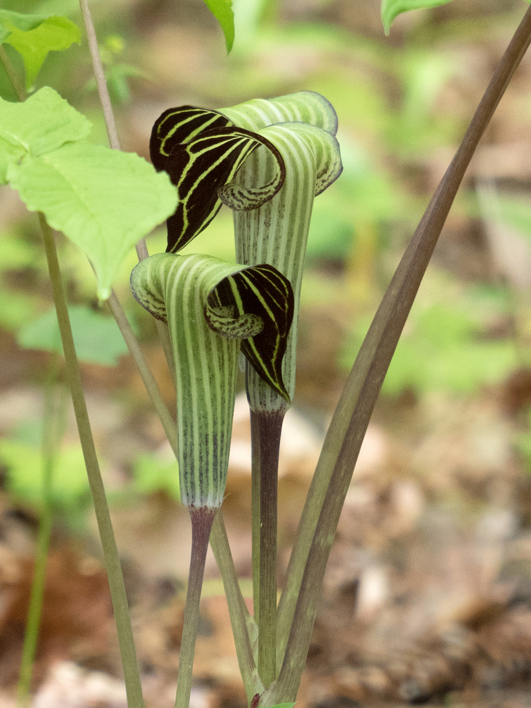 Jack-in-the-Pulpit from Mt. Indepdence State Historic Site, Orwell, VT ...