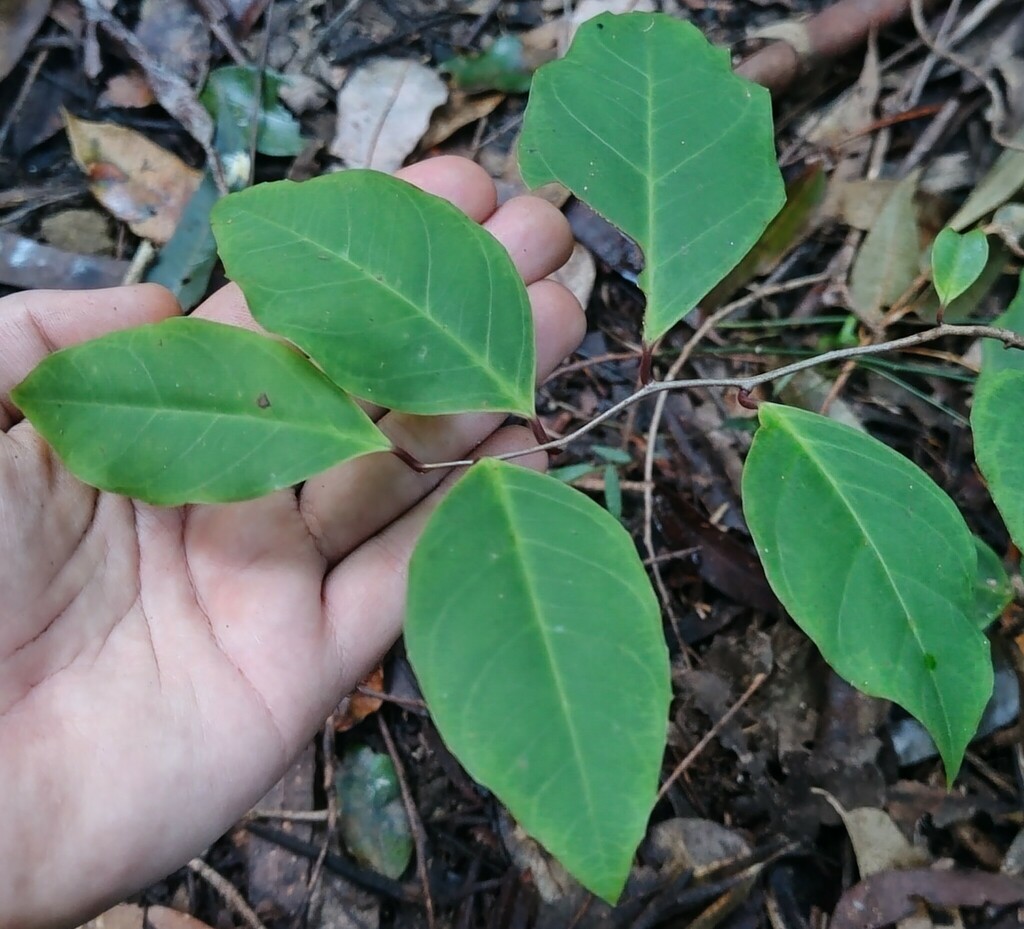 Embelia in June 2024 by R.M. Numerous near ferns. · iNaturalist
