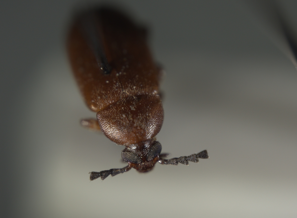 Comb-clawed Darkling Beetles from Mooinooi, 0325, South Africa on ...