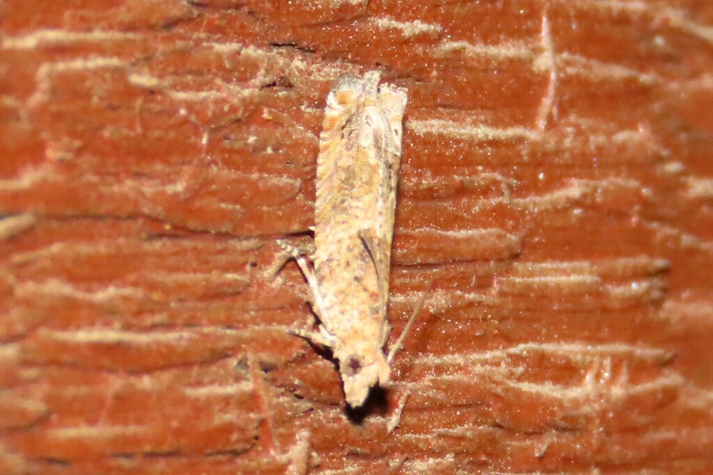 Cotton Tipworm Moth from Coomba Park NSW 2428, Australia on June 26 ...