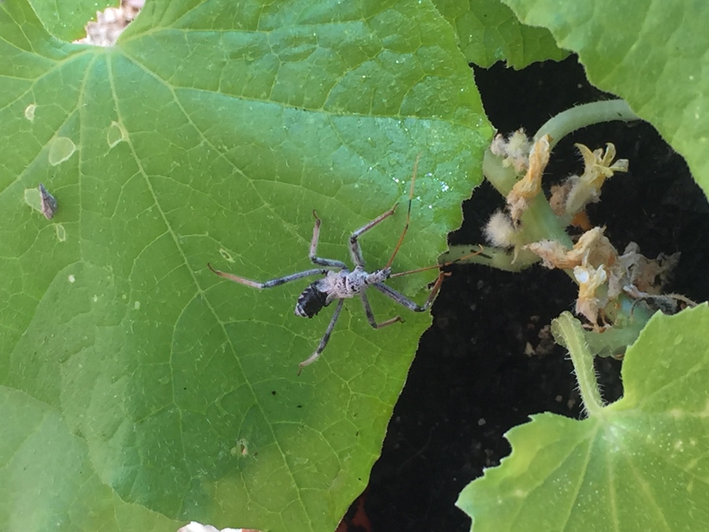 North American Wheel Bug from 1405 Chowkeebin Nene, Tallahassee, FL, US ...