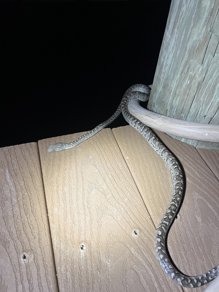 Bahamian Boa from Great Harbour Cay, BS on June 25, 2024 at 09:55 PM by ...