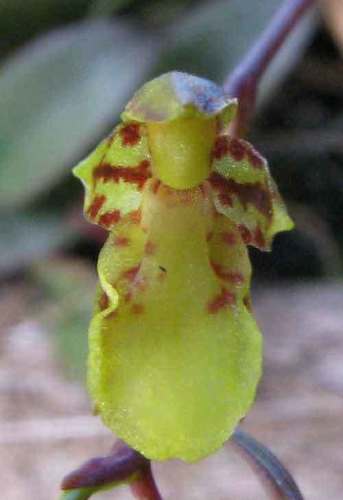 Leochilus labiatus (Leochilus labiatus)