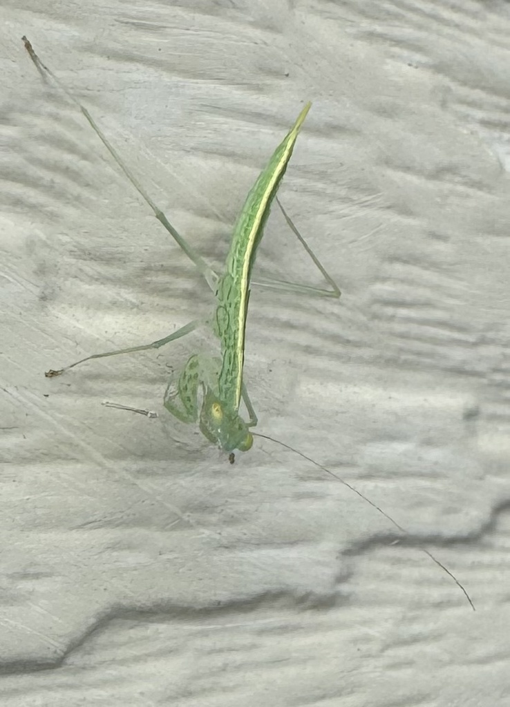 Snake Mantis from Copeland Rd, Engadine, NSW, AU on June 22, 2024 at 02 ...