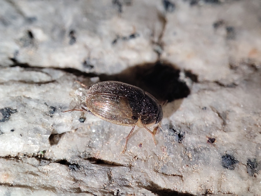 Enochrus simulans from Beijing, Beijing, CN on June 26, 2024 at 12:10 ...
