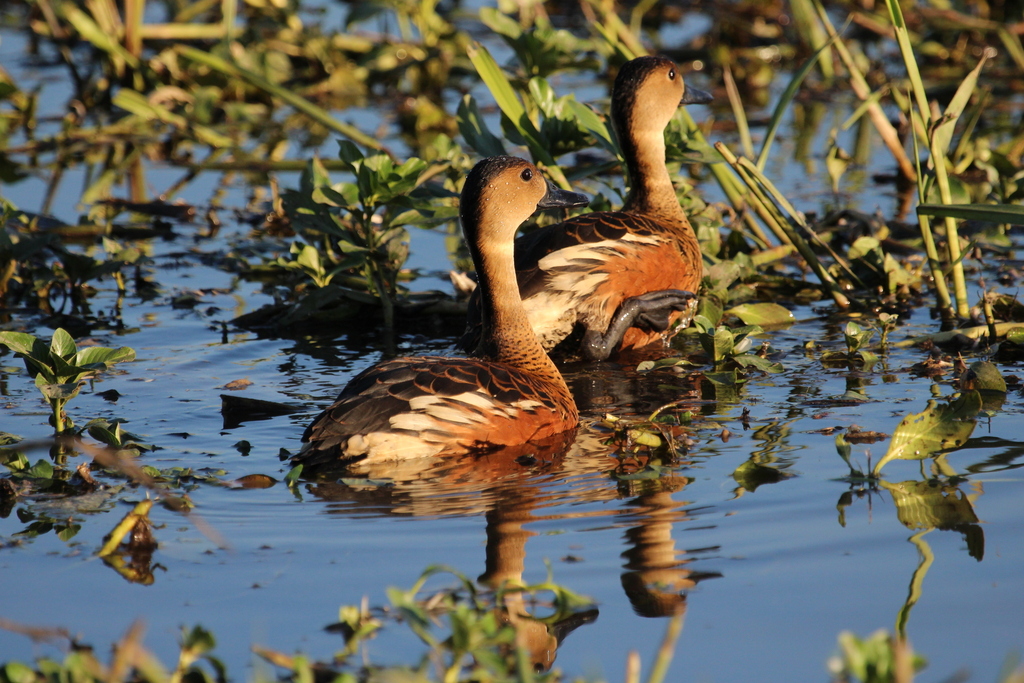 Wandering Whistling-Duck from Kakadu NT 0822, Australia on June 18 ...