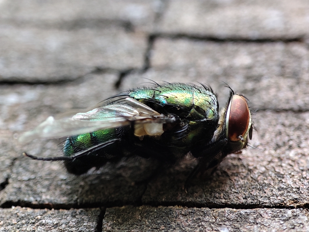 Greenbottle Flies from Beijing, Beijing, CN on June 26, 2024 at 10:25 ...