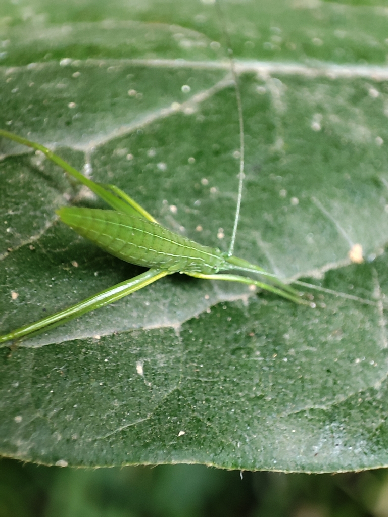 Elimaea from Beijing, Beijing, CN on June 26, 2024 at 02:34 PM by wresy ...