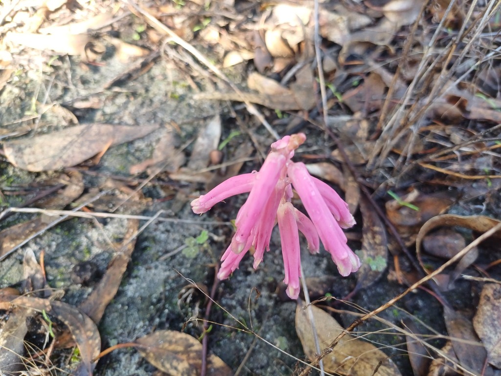 Dotted Viooltjie from Cape Farms, Cape Town, South Africa on June 7 ...
