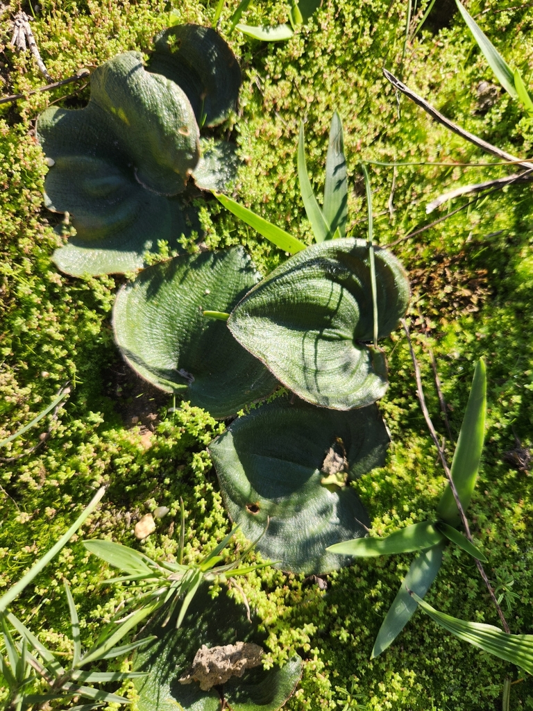 Eriospermum lanuginosum from Durmonte, Cape Town, South Africa on June ...