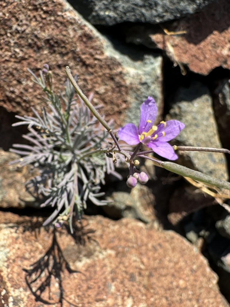 Heliophila deserticola micrantha from Vioolsdrift, Springbok, NC, ZA on ...