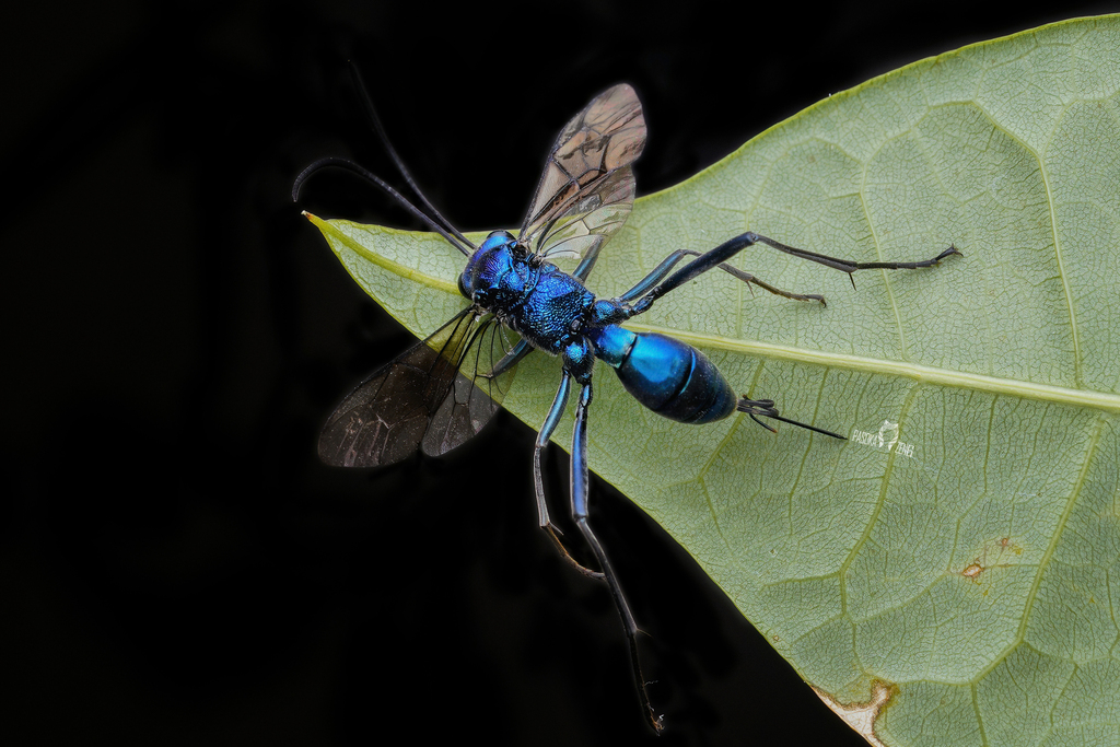 Chlorocryptus from 中国安徽省黄山市歙县 on June 15, 2024 at 12:19 PM by 帕索卡 ...