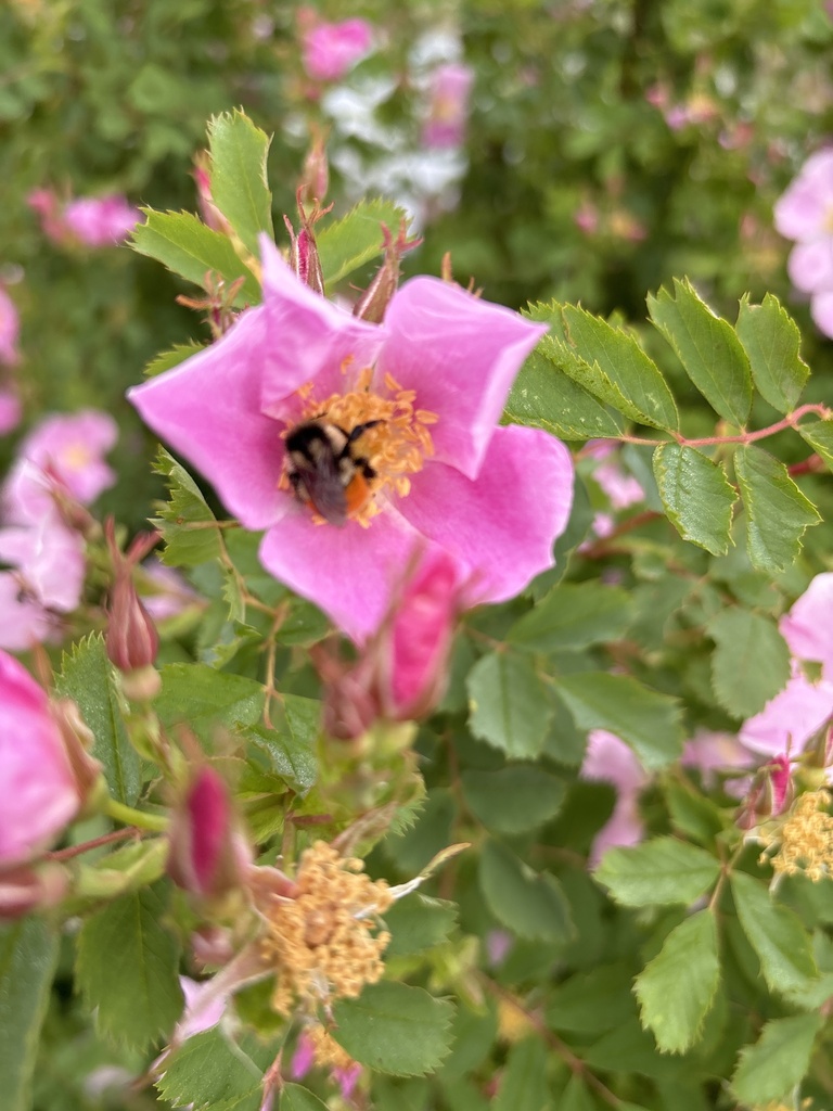 Tricolored Bumble Bee from Oxbow Cres, Regina, SK, CA on June 26, 2024 ...