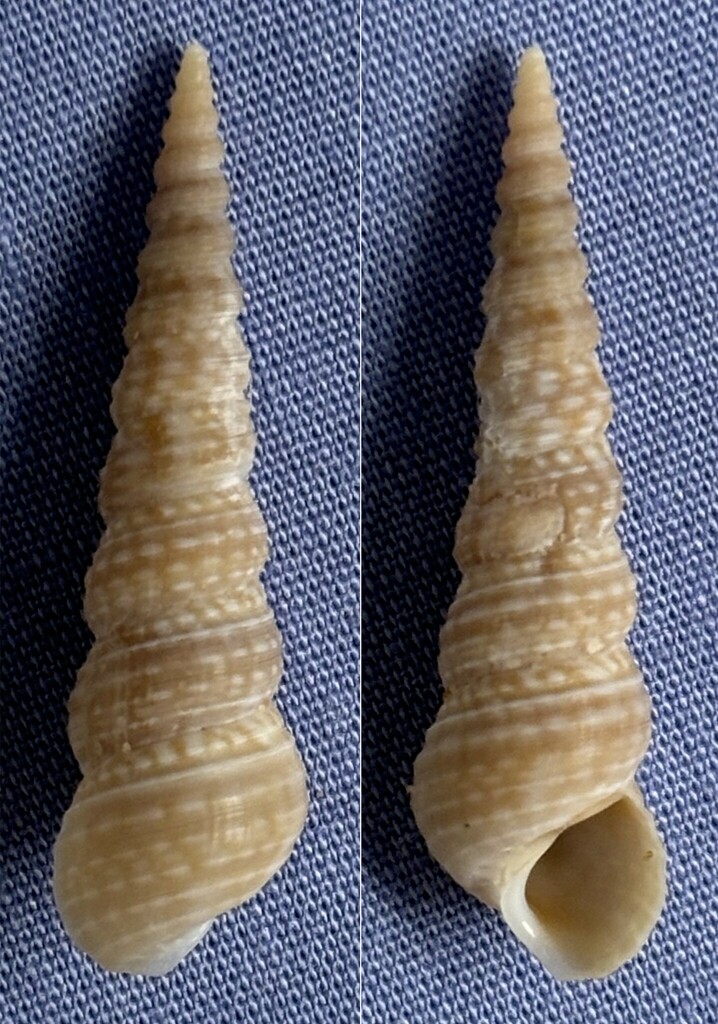 Tower Snails in August 2008 by vrebizant. 26 mm long · iNaturalist