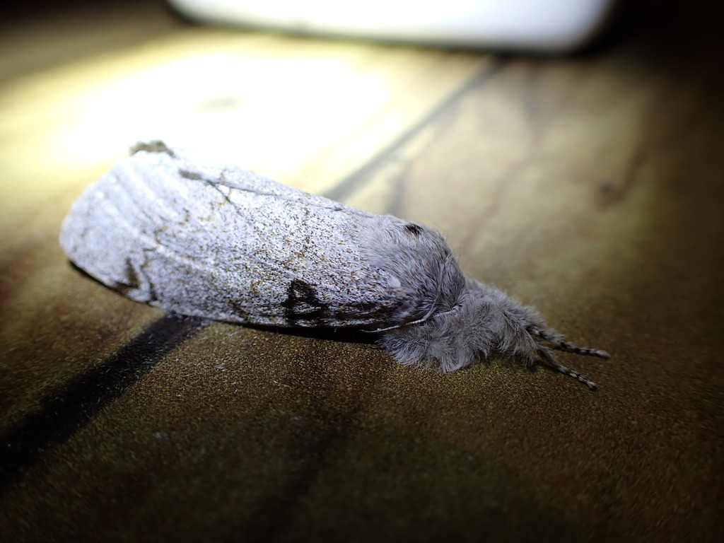 Calliteara lunulata from Nishiiyayamamura Imakubo, Miyoshi, Tokushima ...