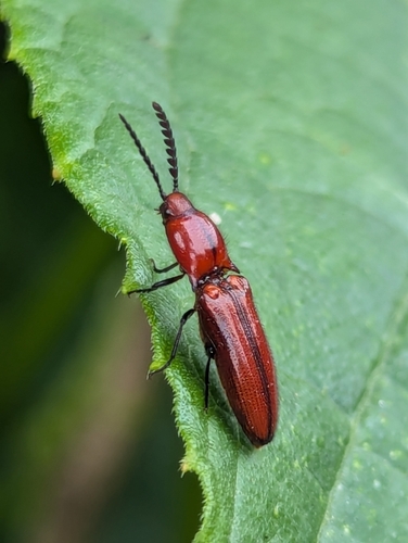 Priopus miniatus · iNaturalist