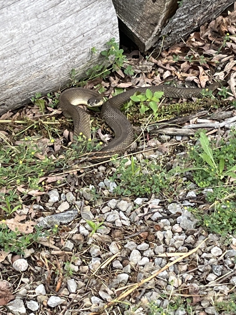 Eastern Hognose Snake in June 2024 by perkinsfield · iNaturalist
