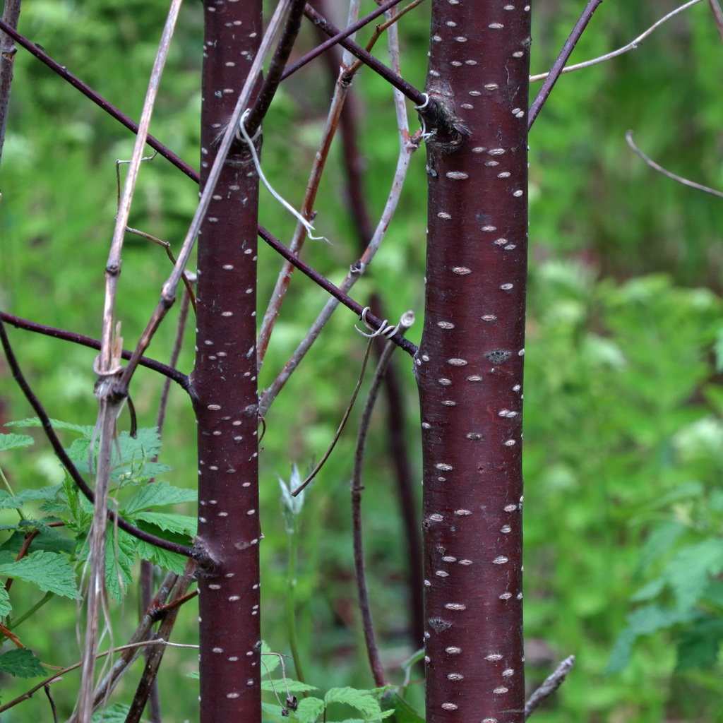 fire cherry (Prunus pensylvanica) - Botanical Realm