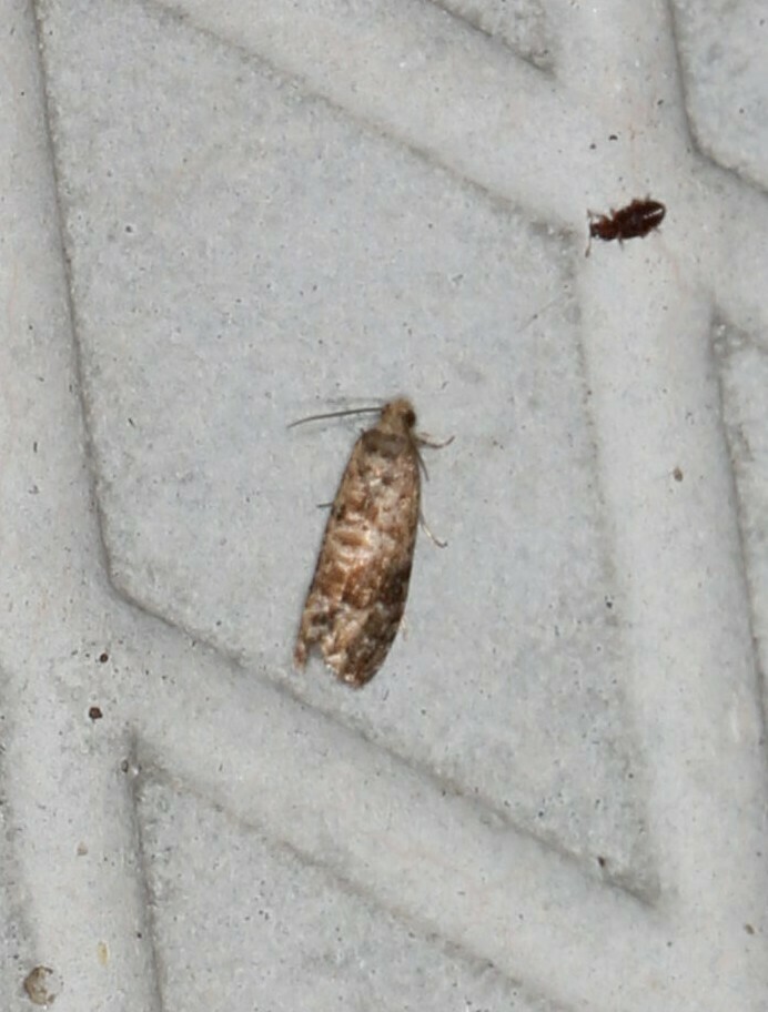 Cherry Fruitworm Moth from Mont-Joli, QC, Canada on June 25, 2024 at 09 ...