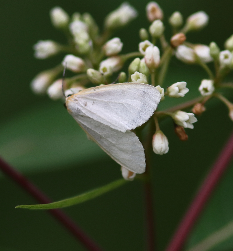 Delicate Cycnia Moth from Lambton County, ON, Canada on June 26, 2024 ...