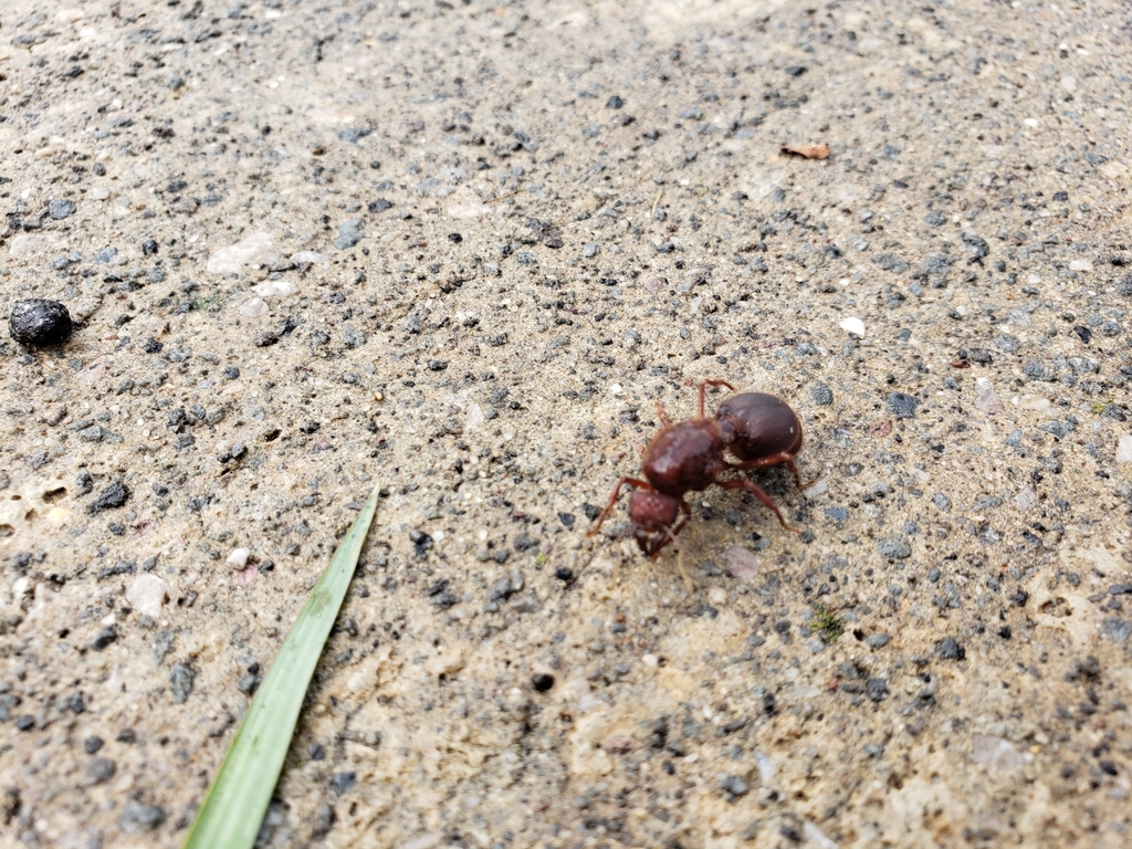 Chicatana Leafcutter Ant from Universidad Autonoma del Estado de ...