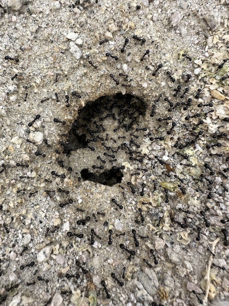 Black Harvester Ant from Inyo County, CA, USA on April 18, 2024 at 04: ...