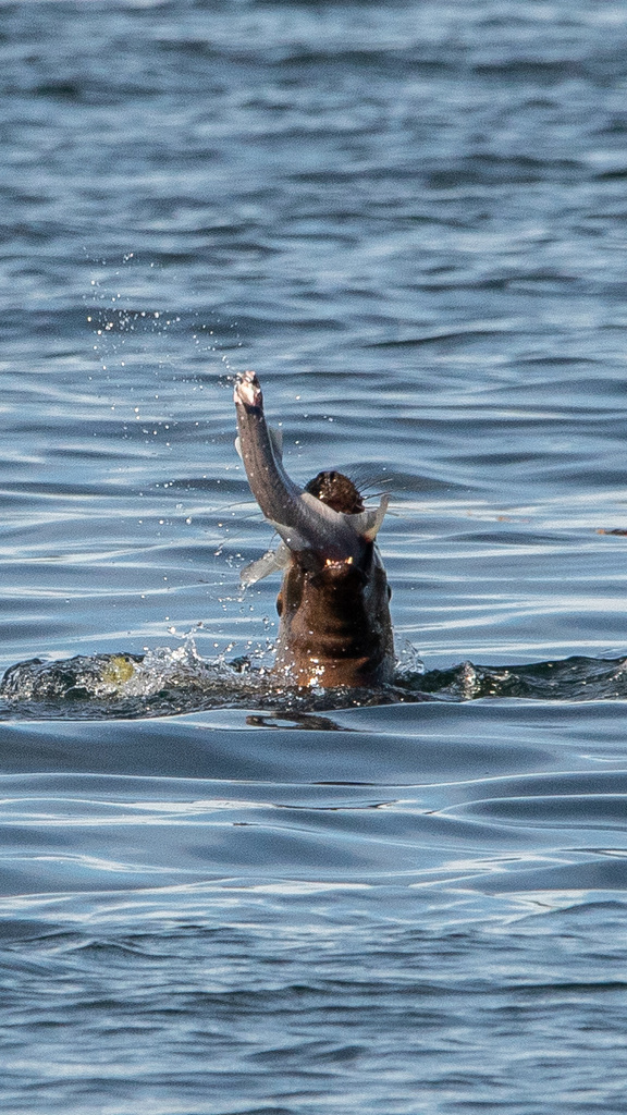 North Pacific Spiny Dogfish from Shoal Channel, Sunshine Coast, BC, CA ...