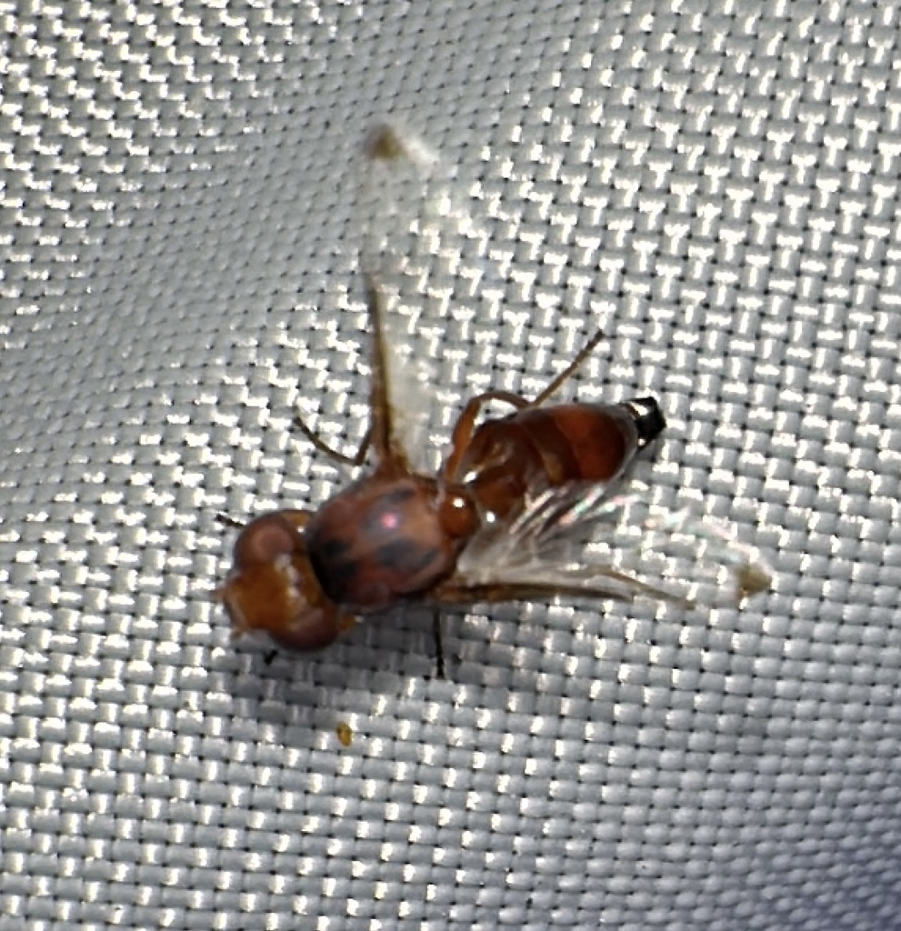 Acrosticta from Inyo County, CA, USA on April 18, 2024 at 08:48 PM by ...