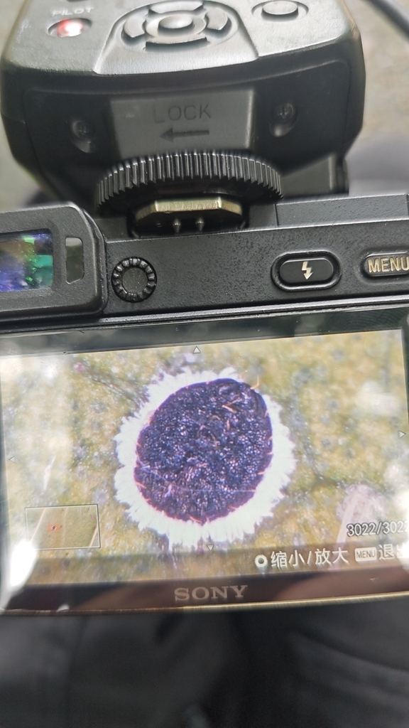 Reticulaphis distylii from 福建省福州市仓山区建新镇建新 on June 13, 2024 at 02:41 PM ...