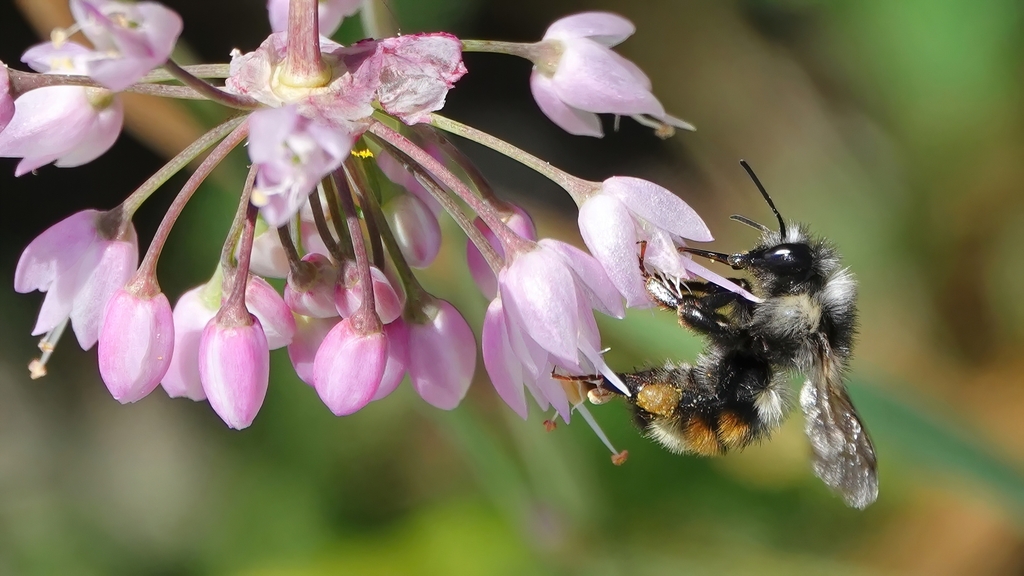 Vancouver Island Bumble Bee from Cassidy, BC, Canada on June 20, 2024 ...