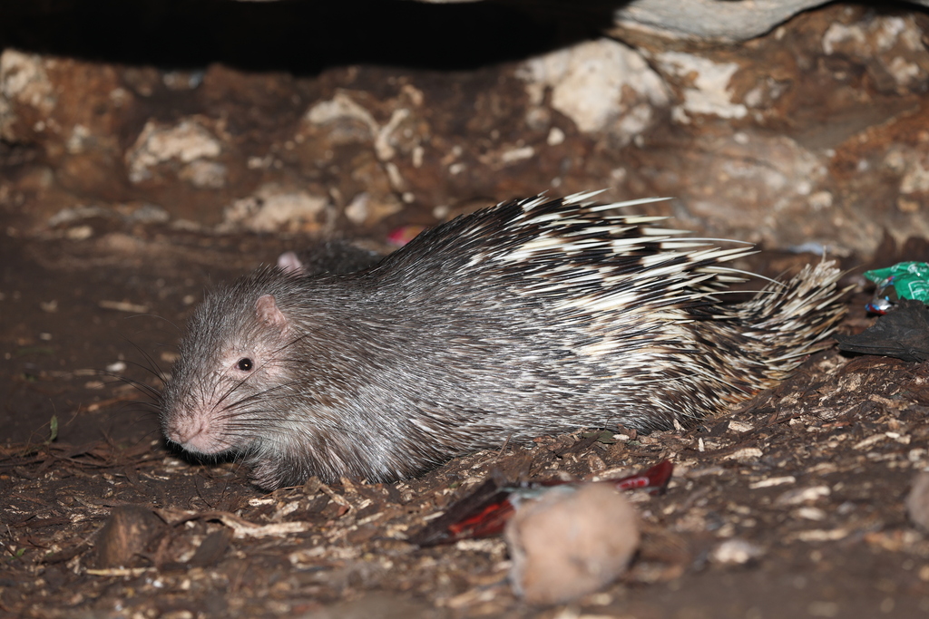 Javan Porcupine from Lebak Regency, Banten, Indonesia on June 11, 2022 ...