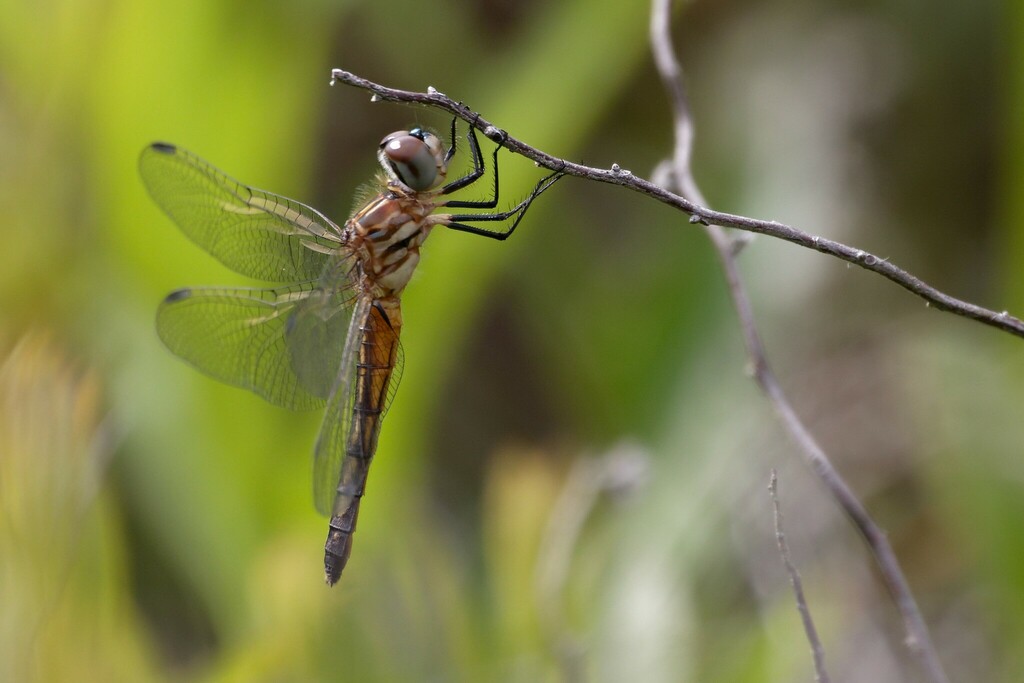 Blue Dasher from Centre County, PA, USA on June 14, 2024 at 10:17 AM by ...