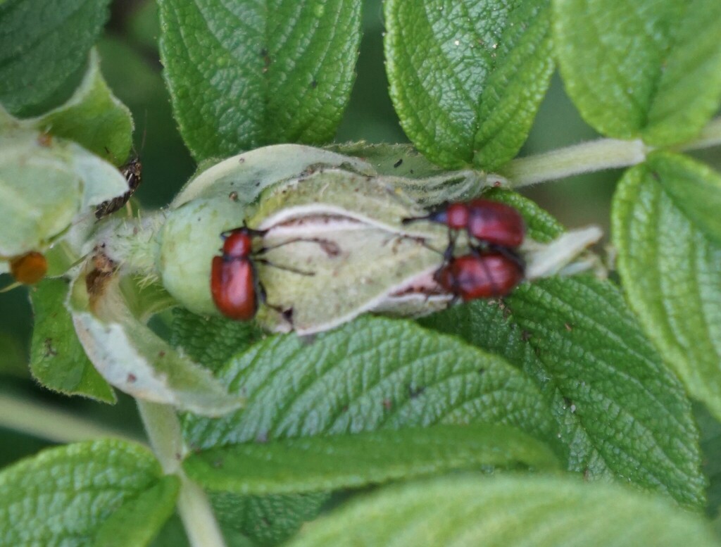 Western Rose Curculio from Chelan County, WA, USA on June 26, 2024 at ...
