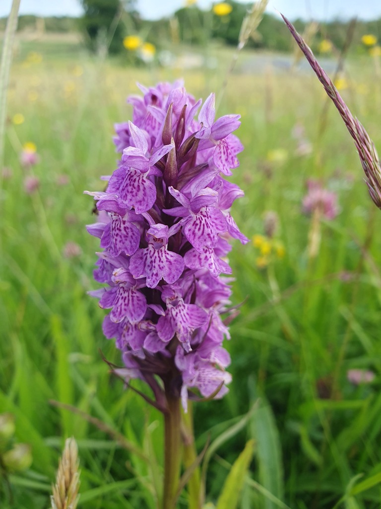 Common Spotted Orchid from 25FC+43 Thorswood nature reserve car park ...
