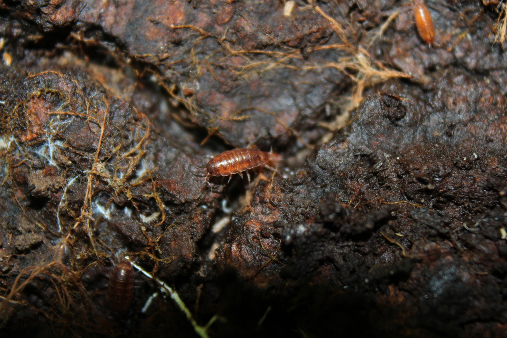 Riparian Woodlouse from Podol'skiy rayon, RU-MS, RU on June 26, 2024 at ...