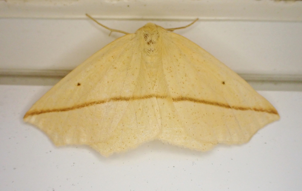 Yellow Slant-line from Highland County, VA, USA on June 22, 2024 at 06: ...