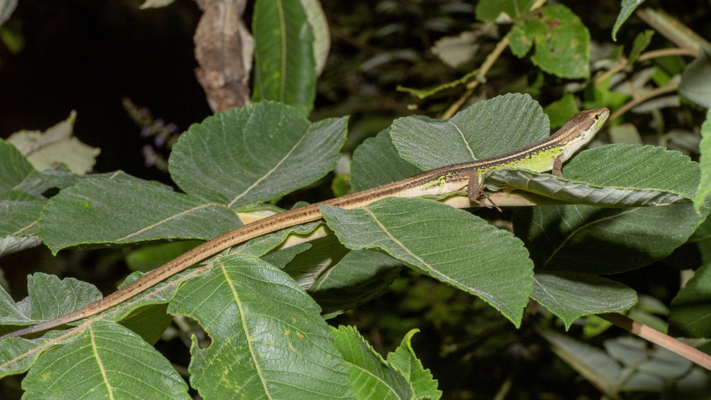 China Grass Lizard in June 2024 by Sakern | 永隔一江水 · iNaturalist
