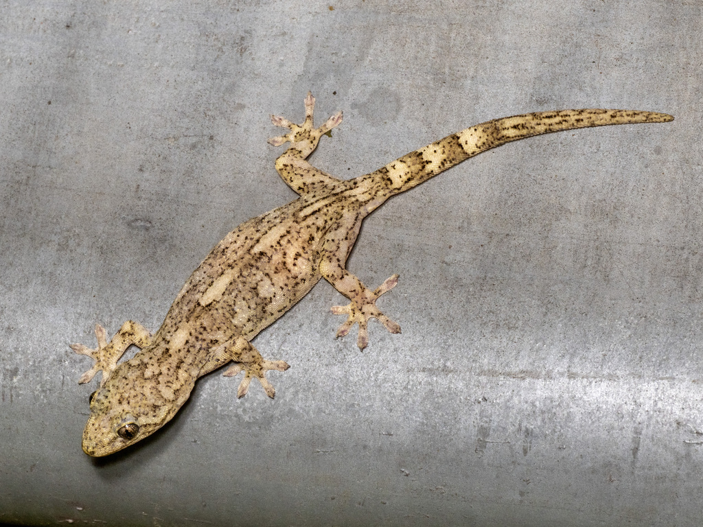 Hokou Gecko in June 2024 by Sakern | 永隔一江水 · iNaturalist