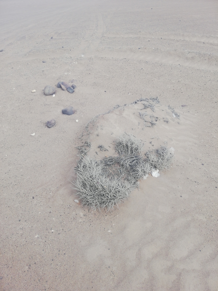 Tillandsia marconae in May 2019 by Sarah and Fernando · iNaturalist