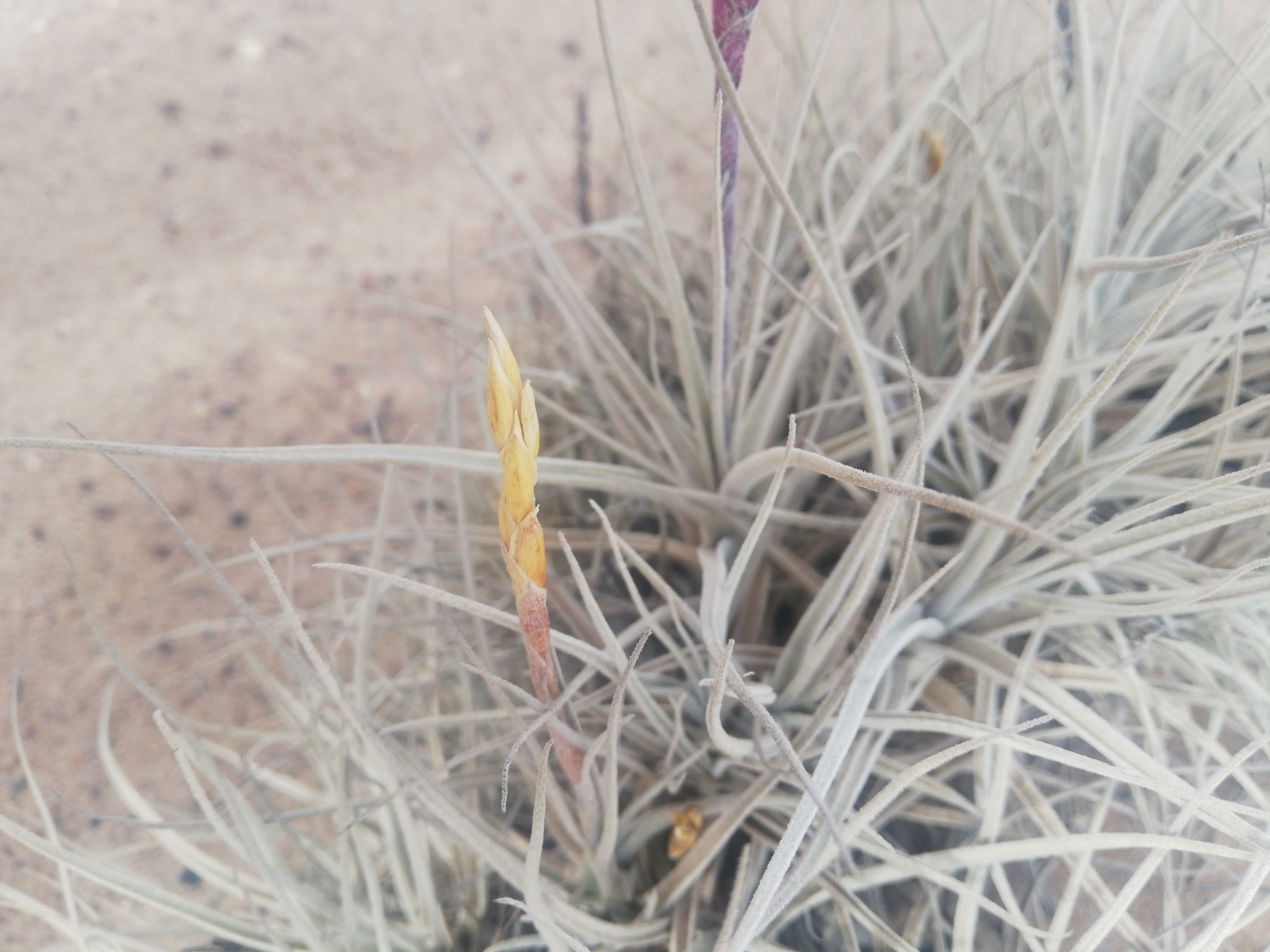 Tillandsia marconae W.Till & Vitek