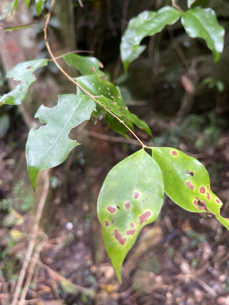 Myrtle Rust from Redlynch Intake Rd, Redlynch, QLD, AU on May 14, 2024 ...