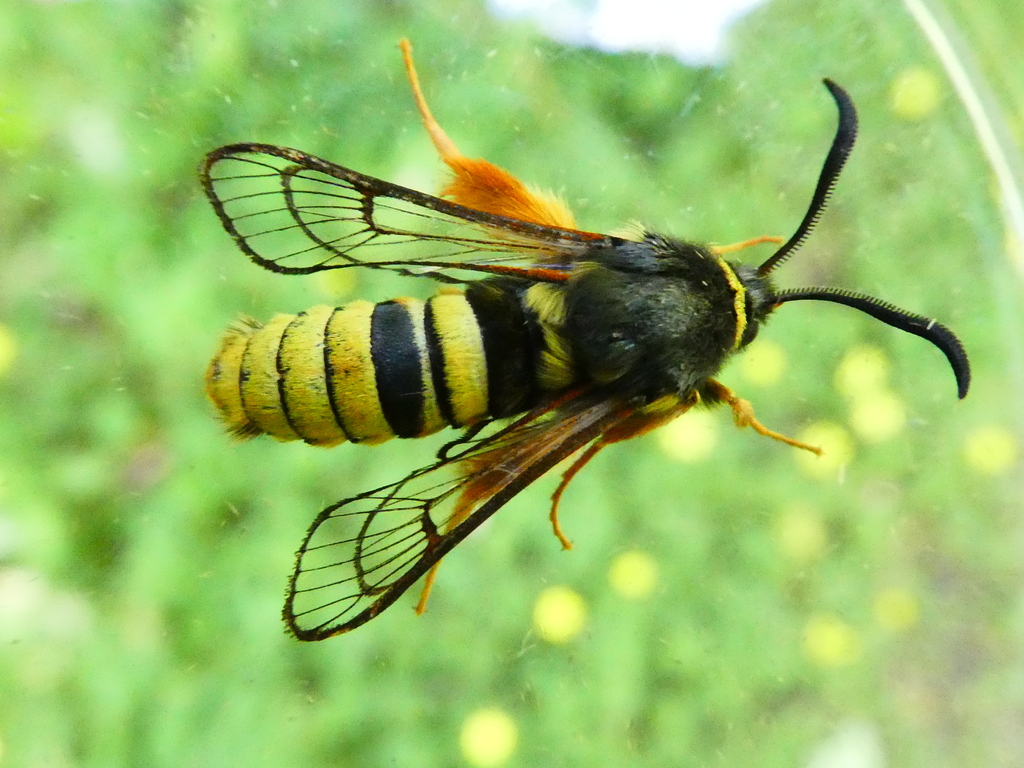 Lunar Hornet Moth from Brierley Hill, UK on 26 June, 2024 at 11:22 AM ...