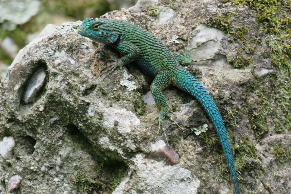 Merendon Emerald Spiny Lizard from El Paraiso, Copán, Honduras on June ...