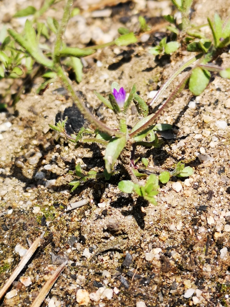Githopsis diffusa robusta from Mountain Center, CA 92561, USA on May 25 ...